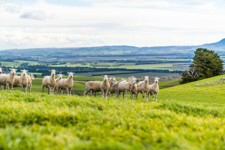 About Us | Wiltshire Sheep Farming | North Canterbury | Mt Cass